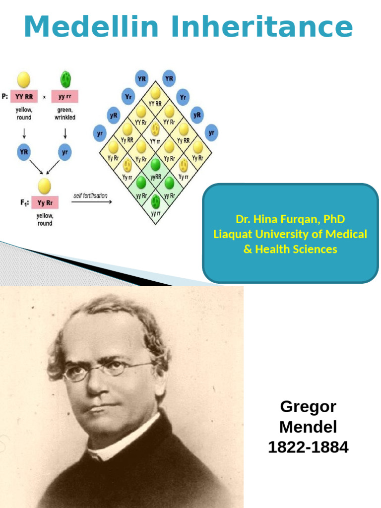 Mendelian Genetics Overview | PDF | Genotype | Allele
