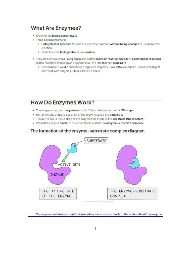 5090 Enzyme Save My Exam | PDF