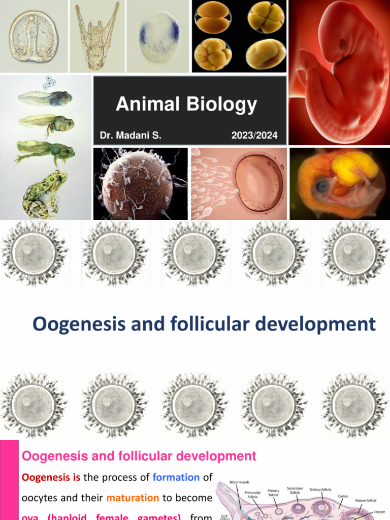 2) Oogenesis and Follicular Development | PDF
