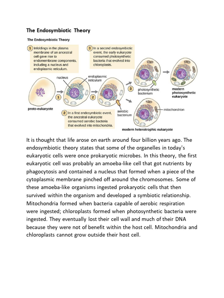 The Endosymbiotic Theory | PDF