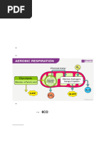Photosynthesis & Cellular Respiration Key | PDF