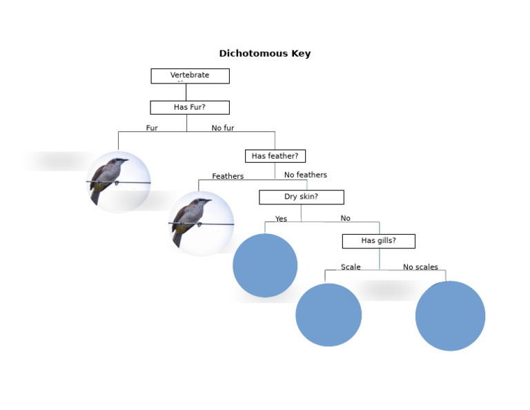 Dichotomous Key | PDF