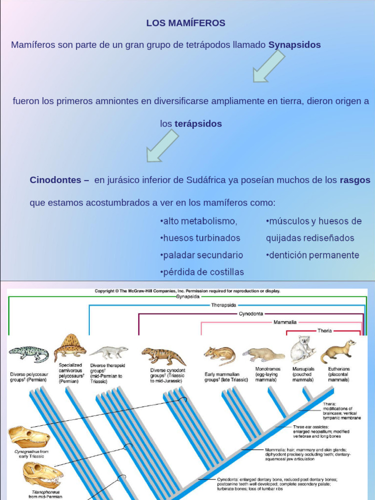 Mamiferos 2 | PDF | Marsupiales | Mamíferos