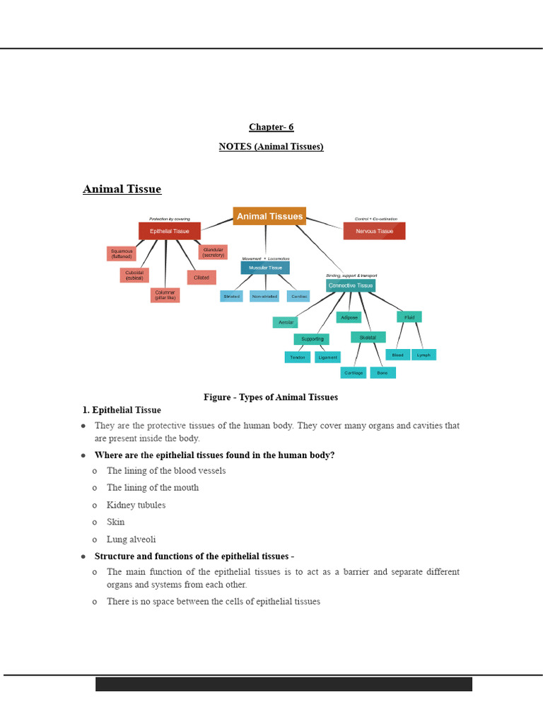 Chapter6 Bio Notes Animal Tissues | PDF | Epithelium | Muscle