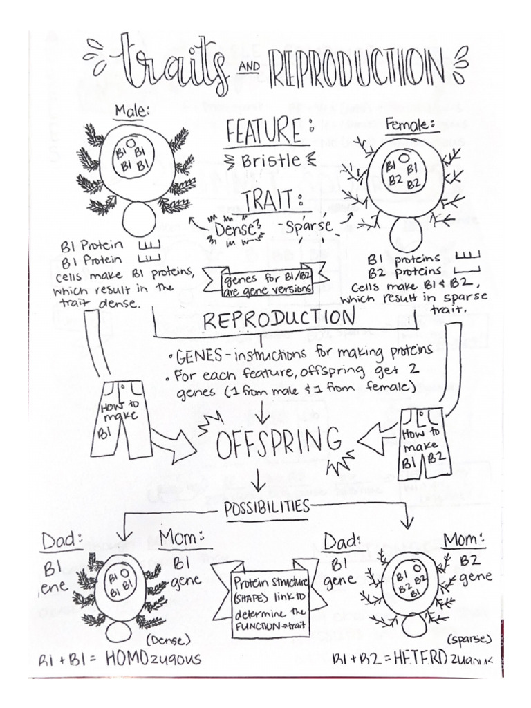 Traits Doodle Notes | PDF