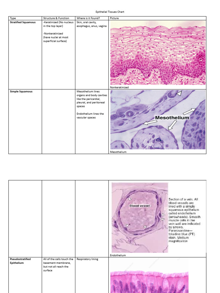 CS&F Session 6-7 - Epithelial Tissues Chart | PDF | Epithelium | Glands