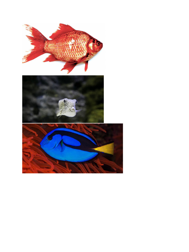 Images Vertebrates | PDF