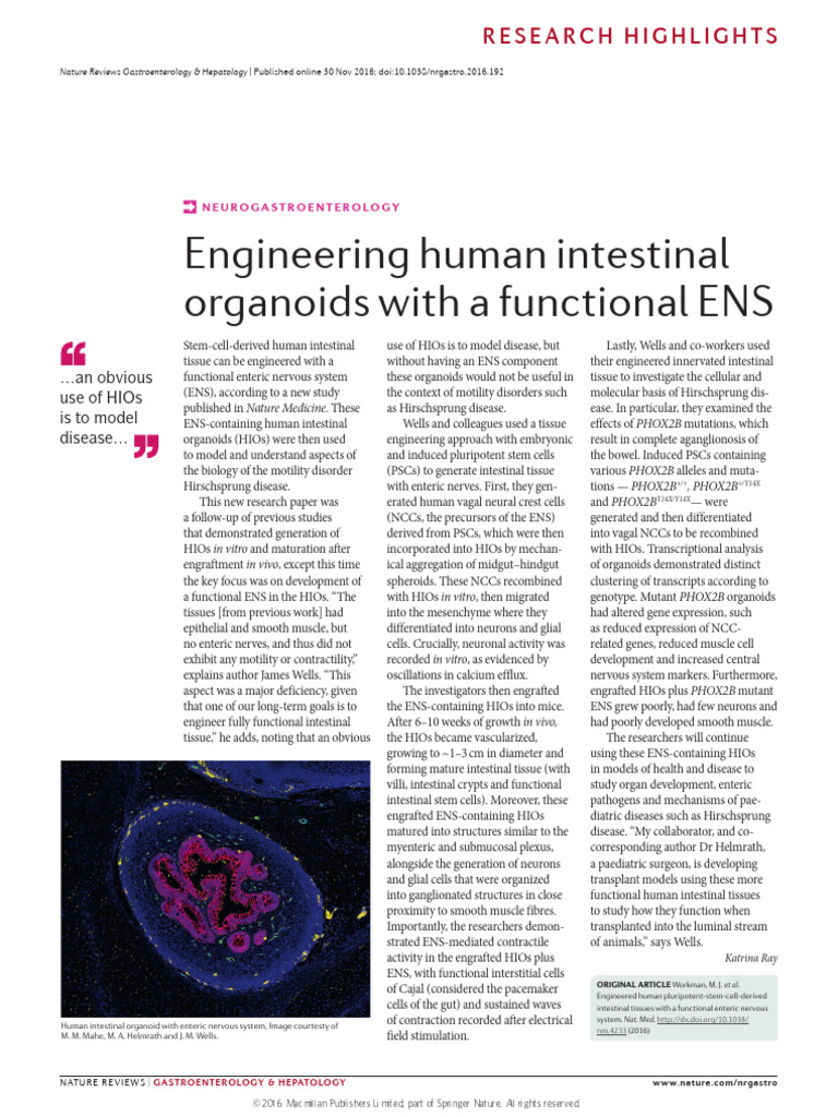 Engineering Intestinal Organoids with ENS | PDF | Gastrointestinal ...