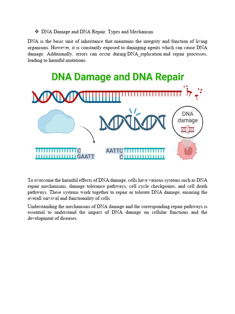 DNA Methylation in DNA Repair Mechanisms | PDF | Dna Repair | Dna ...