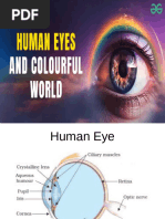Grade 12 Life Science The Eye | PDF | Eye | Myopia