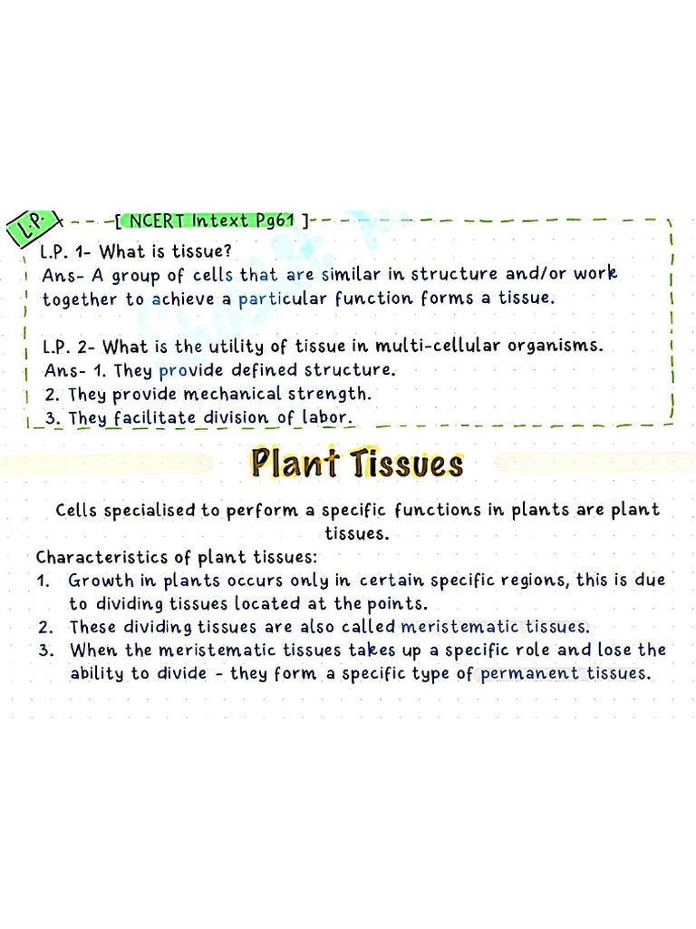Class 9 Tissues | PDF