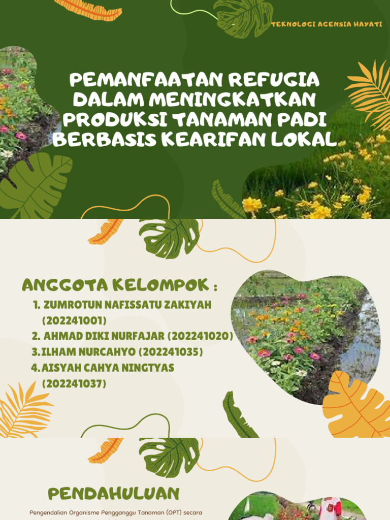 Pemanfaatan Tanaman Refugia untuk Padi | PDF