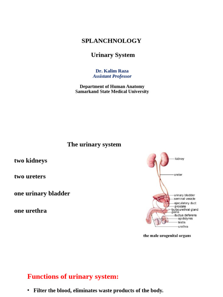 Urinary System 1 | PDF | Kidney | Urinary System