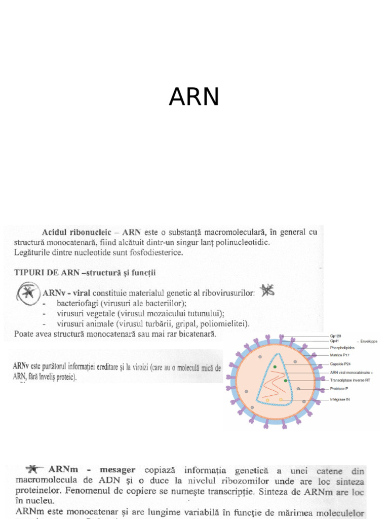 1.1 Arn | PDF