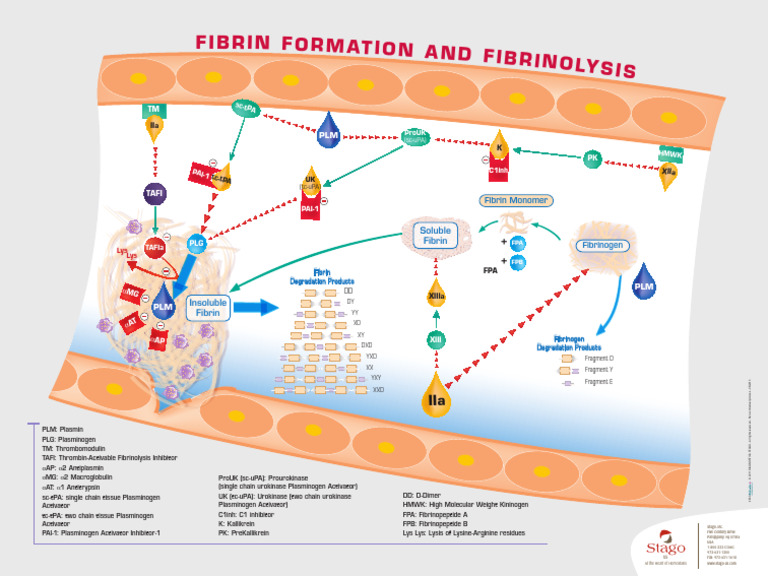 Fibrin Fibrinolysis 18 06 13-DEF | PDF | Blood | Blood Proteins