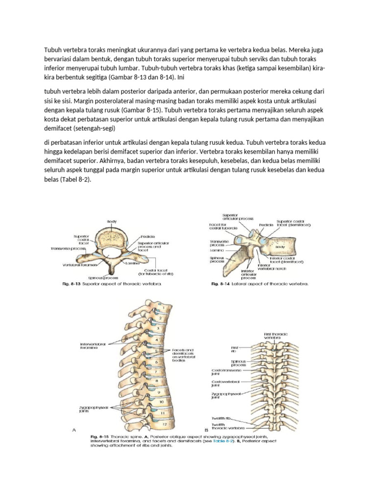 Tubuh Vertebra Toraks Meningkat Ukurannya Dari Yang Pertama Ke Vertebra ...