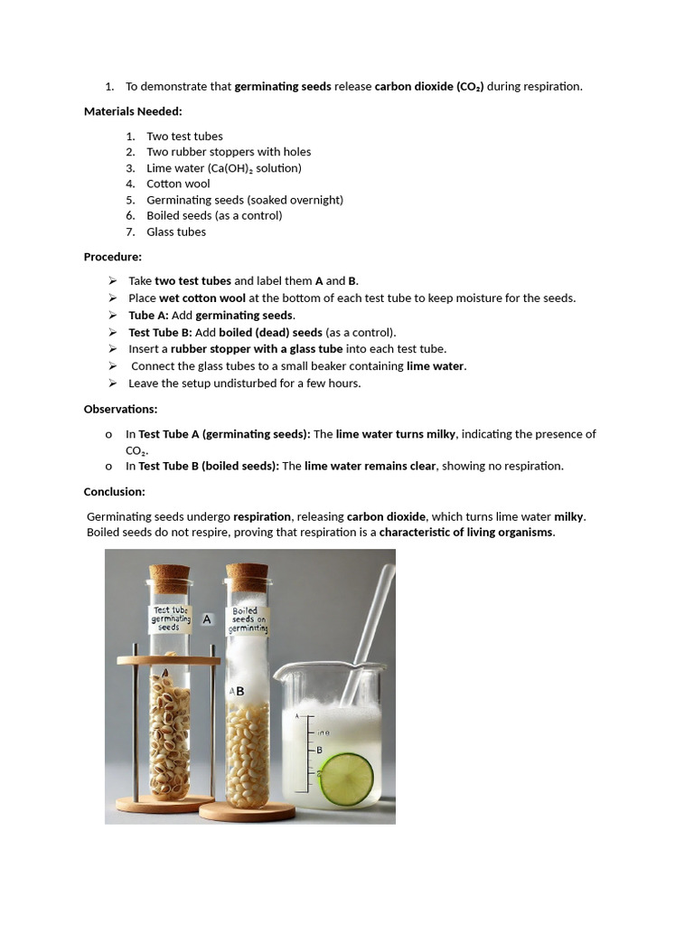 Respiration Investigation | PDF | Carbon Dioxide | Photosynthesis