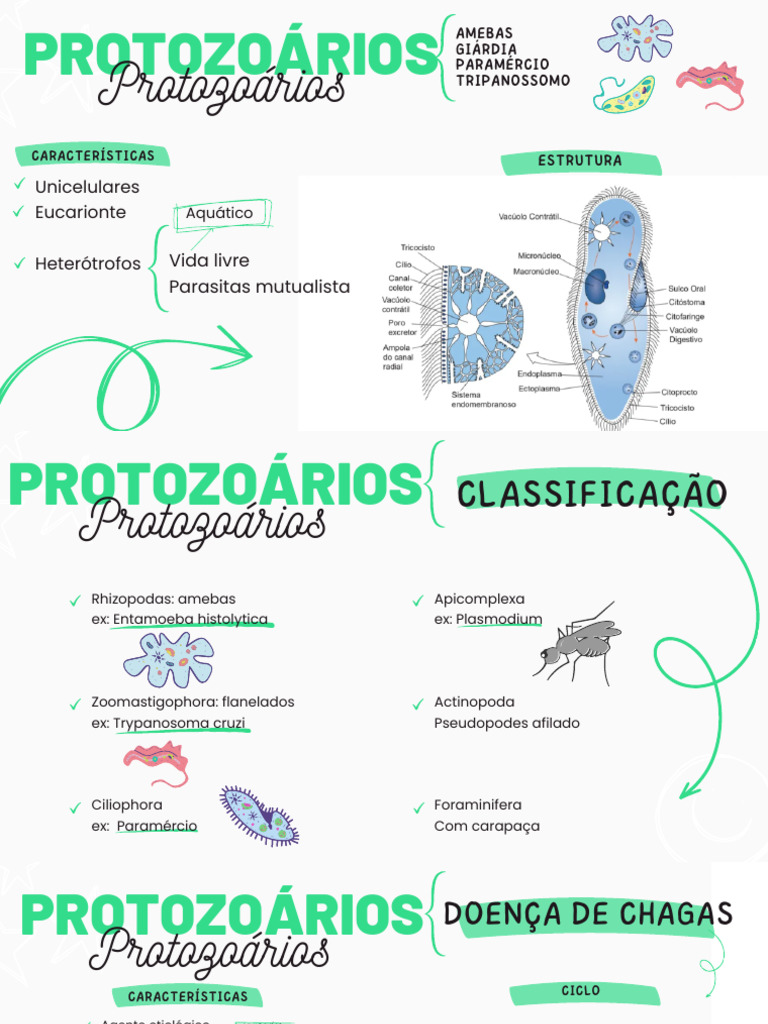 Protozoários - Características Gerais | PDF | Plasmodium | Protozoários