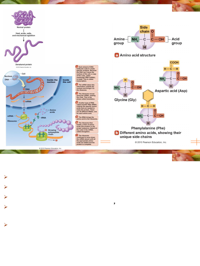 Understanding Proteins and Amino Acids | PDF | Amino Acid | Proteins