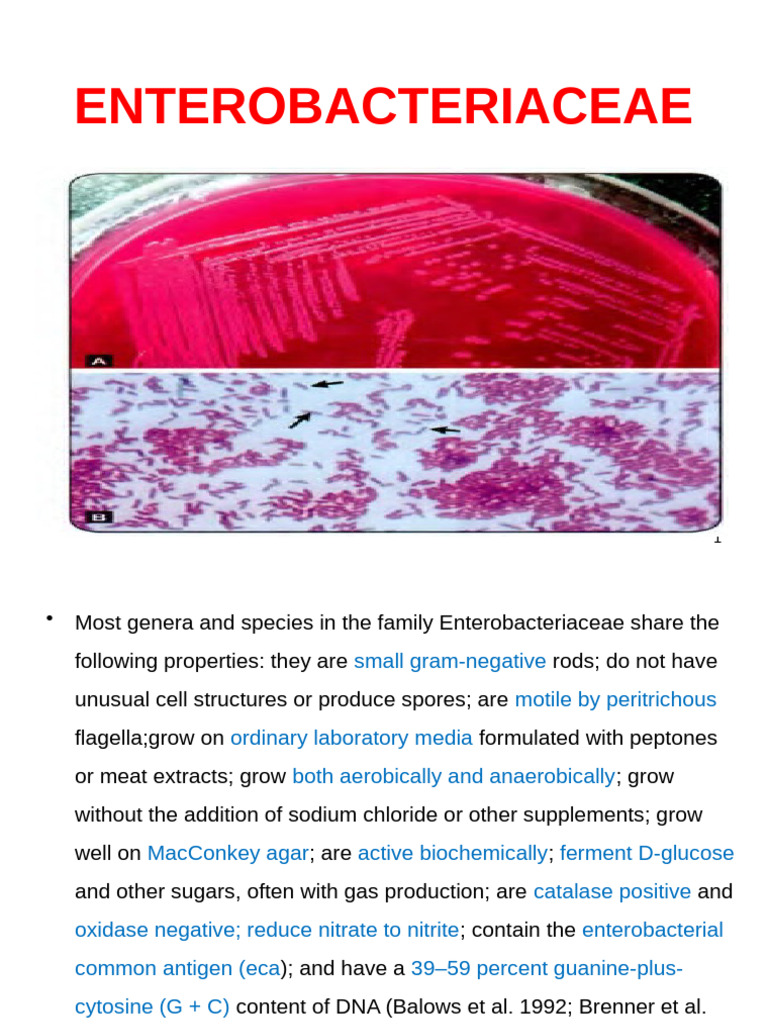 Enterobacteriaceae Overview and E. coli Insights | PDF | Microbiology ...