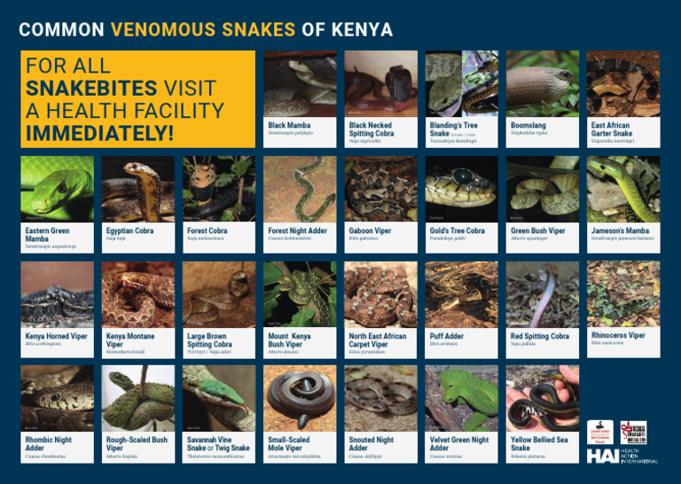 Common Venomous Snakes of Kenya | PDF | Vertebrates Of Africa ...