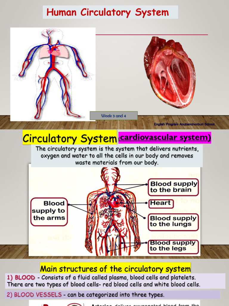 Overview of the Human Circulatory System | PDF