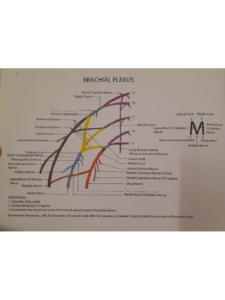 Anat - Logbook Upper and Lower Limb | PDF