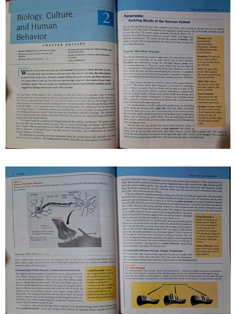 (Baron) Biology, Culture and Human Behavior | PDF