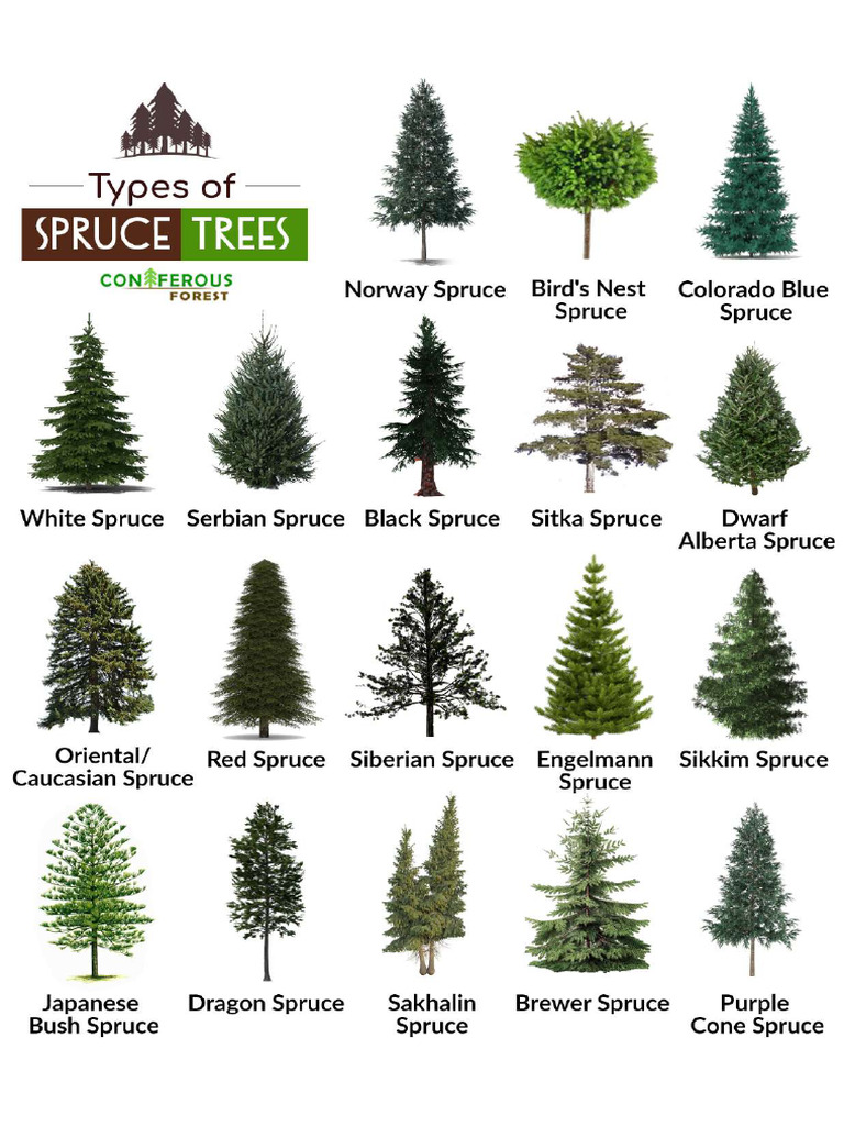 Types of Spruce Trees | PDF