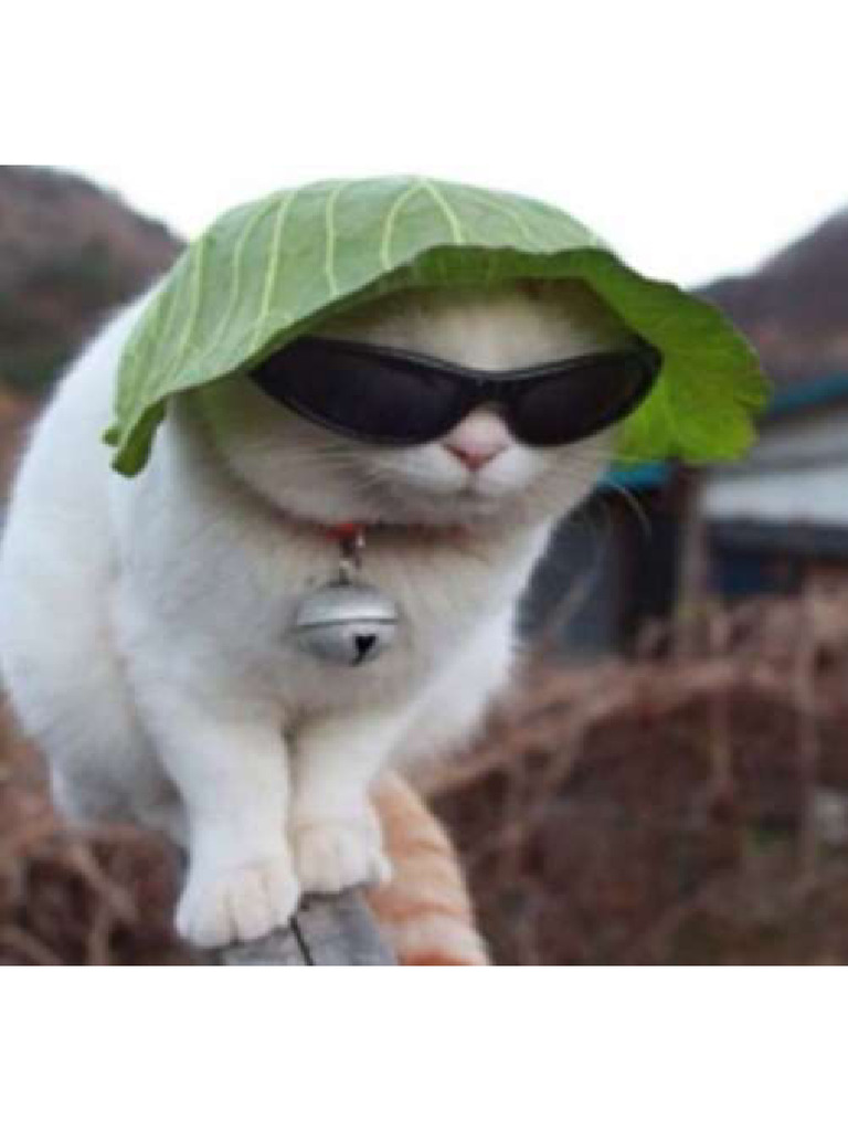 Gato | PDF