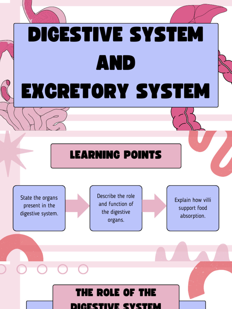 Digestive and Excretory System Overview | PDF | Kidney | Urinary System