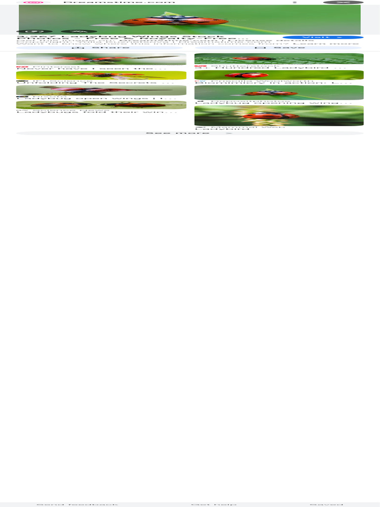 Ladybirds Wing Spread Birds Eye View - Google Search | PDF