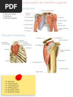 Anatomía de la Región Esternal | PDF | Sistema esquelético | Anatomía ...