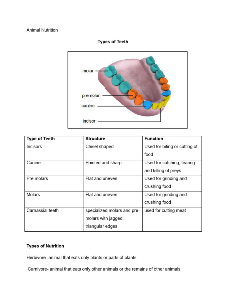Animal Teeth Types and Nutrition | PDF