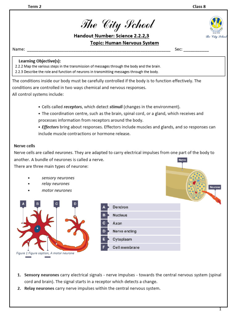 Understanding the Human Nervous System | PDF | Neuron | Nervous System