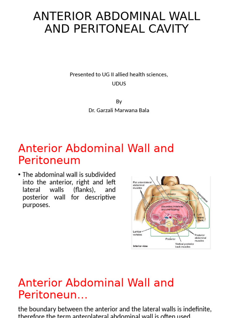 Anterior Abdominal Wall and Peritoneal Cavity | PDF | Abdomen | Peritoneum