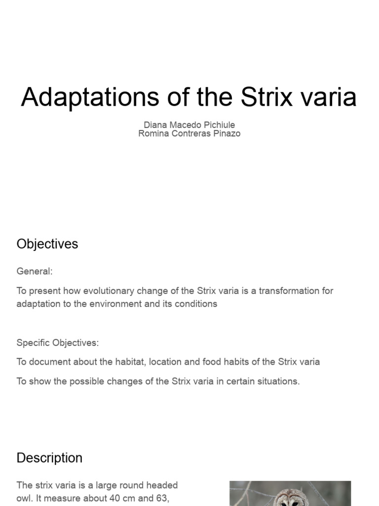 Strix Varia | PDF | Habitat | Owl