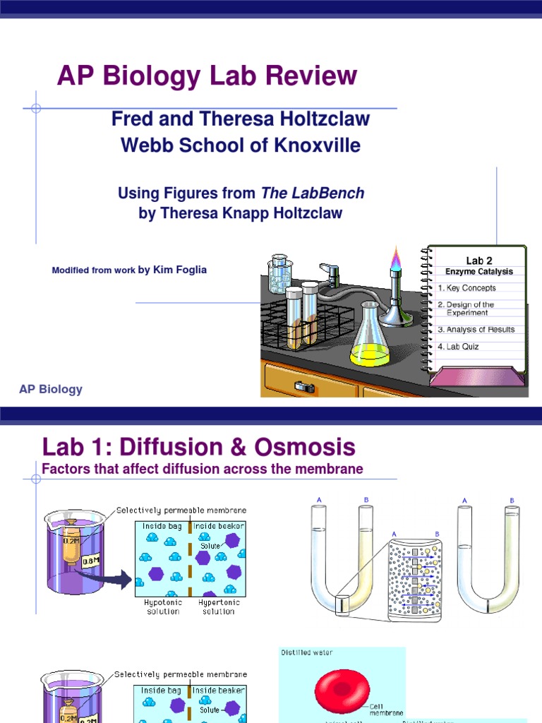 AP Bio Lab Review: Diffusion & Osmosis | PDF | Meiosis | Mitosis