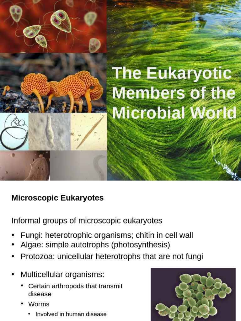 Eukaryotic Microbes: Fungi & Protozoa | PDF | Fungus | Algae