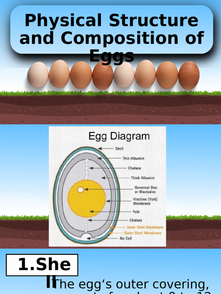 Egg Structure and Composition Overview | PDF