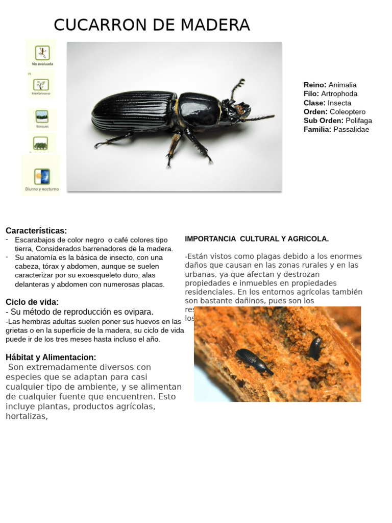Cucarron de Madera Alejandra Bautista | PDF