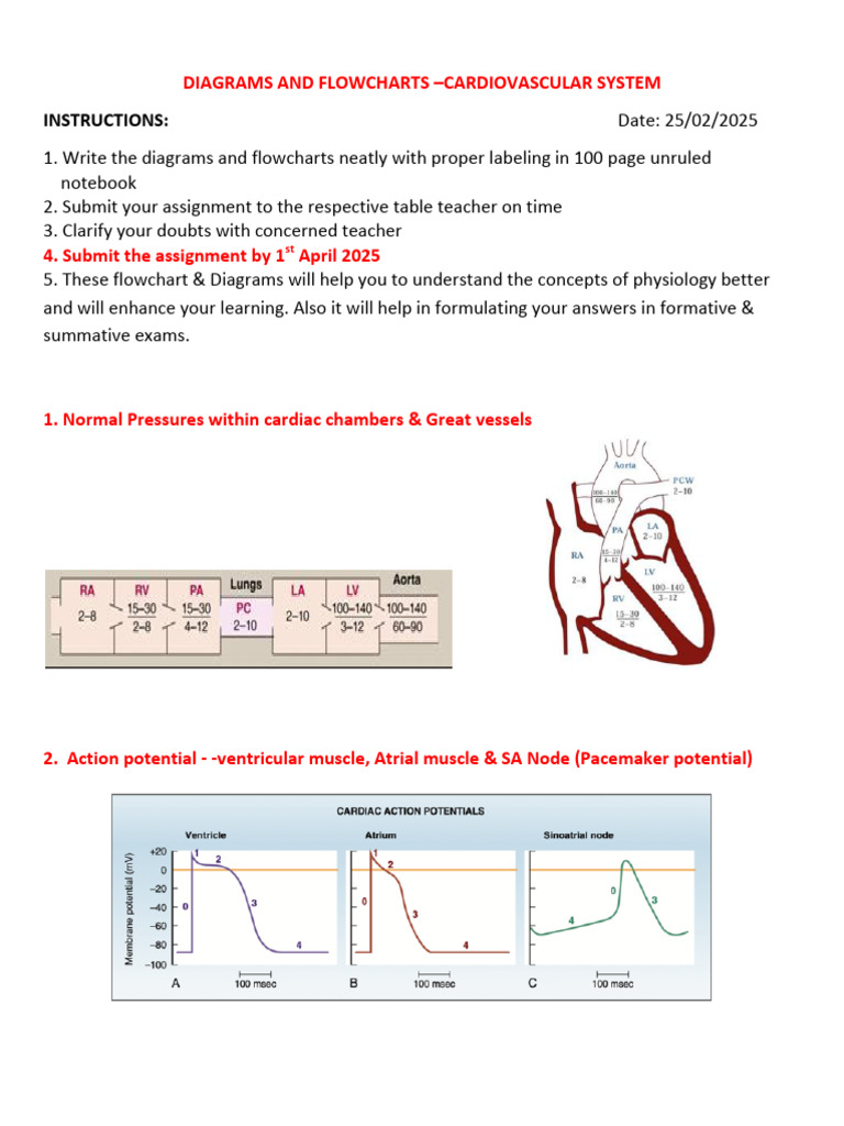 CVS - Charts & Diagrams 2025 | PDF | Blood Pressure | Heart