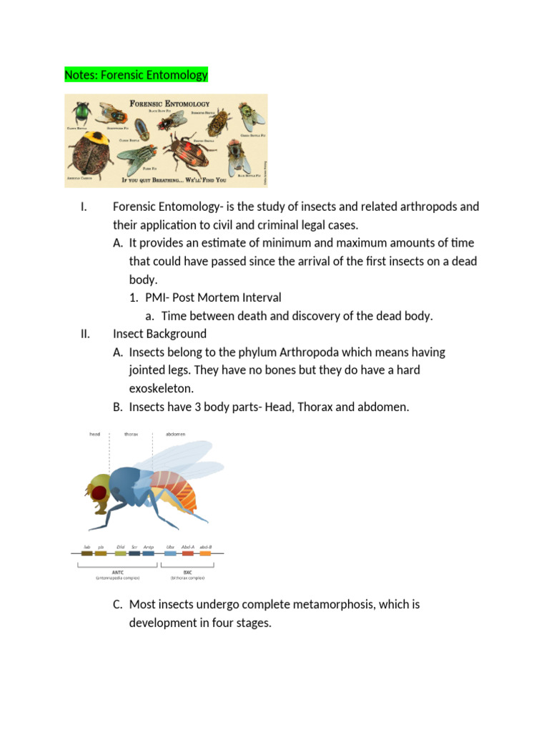 Forensic Entomology Overview and Applications | PDF | Insects ...