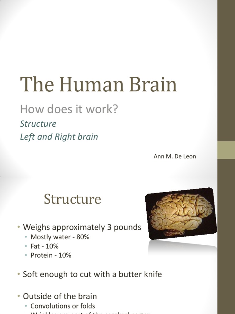 The Human Brain: How Does It Work? | PDF | Human Brain | Brain