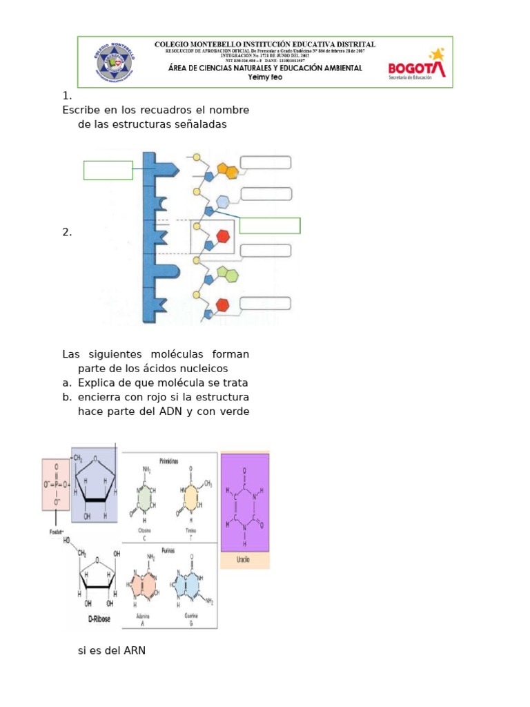 Taller Repaso Adn y Arn | PDF