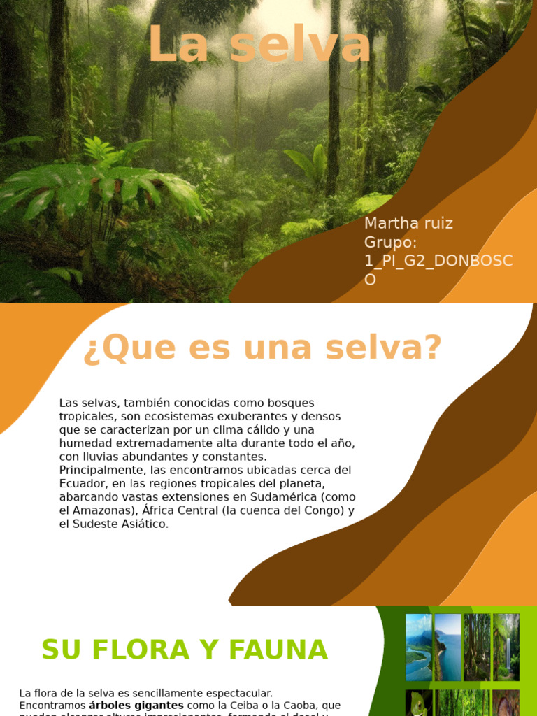 La Selva Actividad | PDF | Selva | Ecología