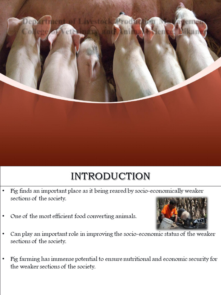 Swine Farming: Economic Benefits in India | PDF | Pig | Agriculture
