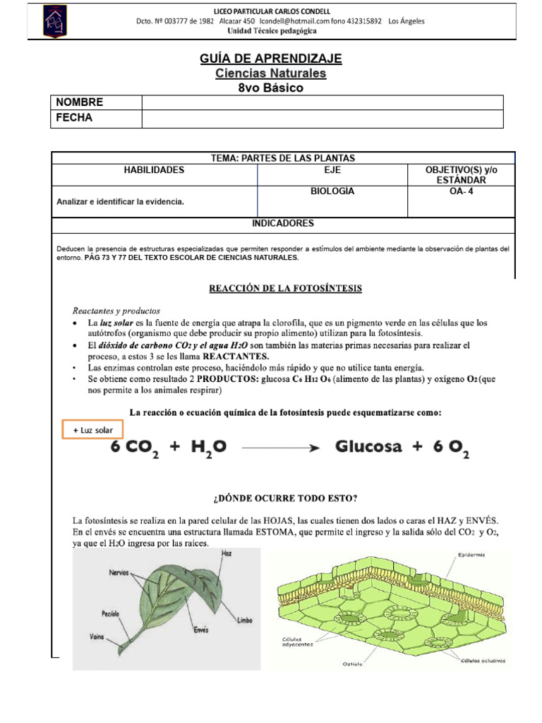 GUÍA 8° BÁSICO ESTRUCTURA Y FUNCIÓN DE LAS PLANTAS - Docx-2 | PDF