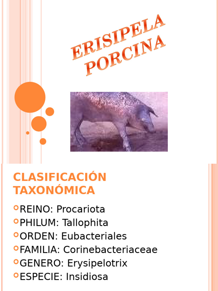 Erysipela Porcina | PDF