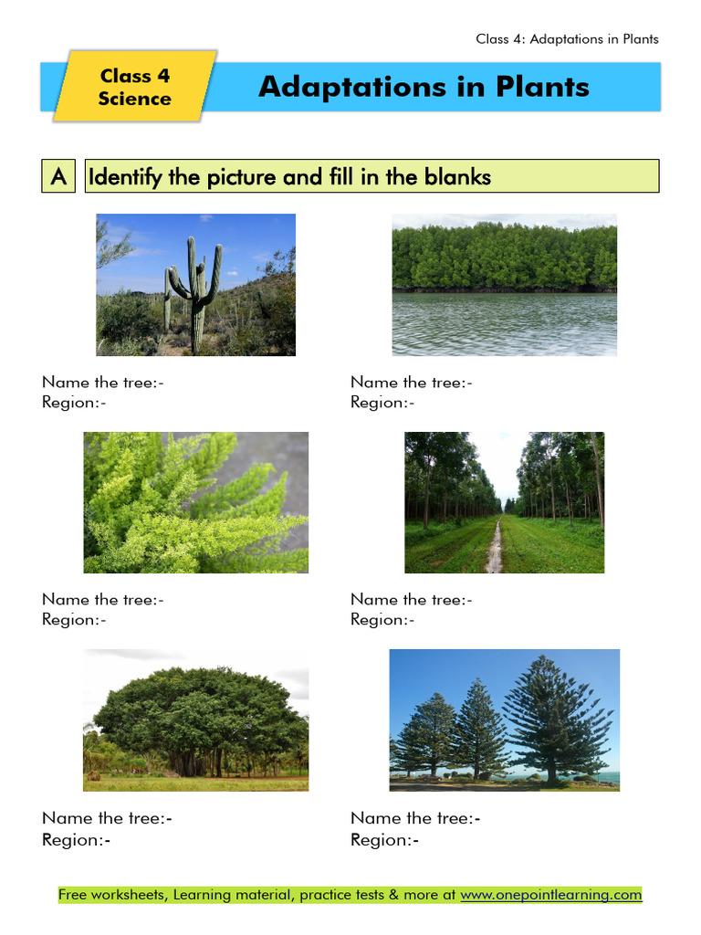 Plant Adaptations for Class 4 Students | PDF | Trees | Plants